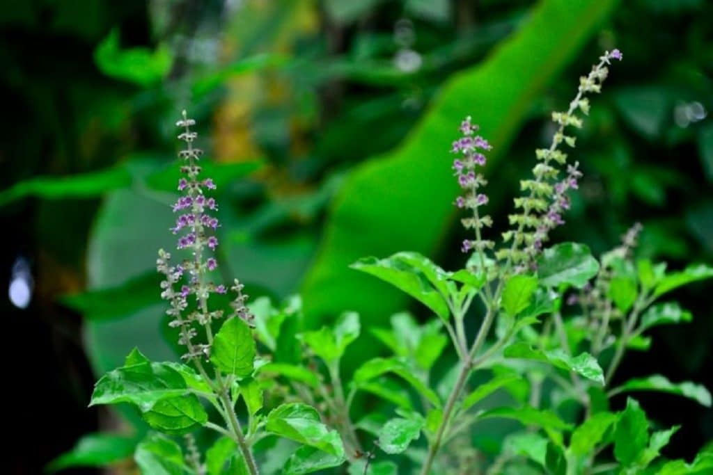 Benefits of Basil in Tamil: துளசியின் நன்மைகள் - Tamil Beauty Tips
